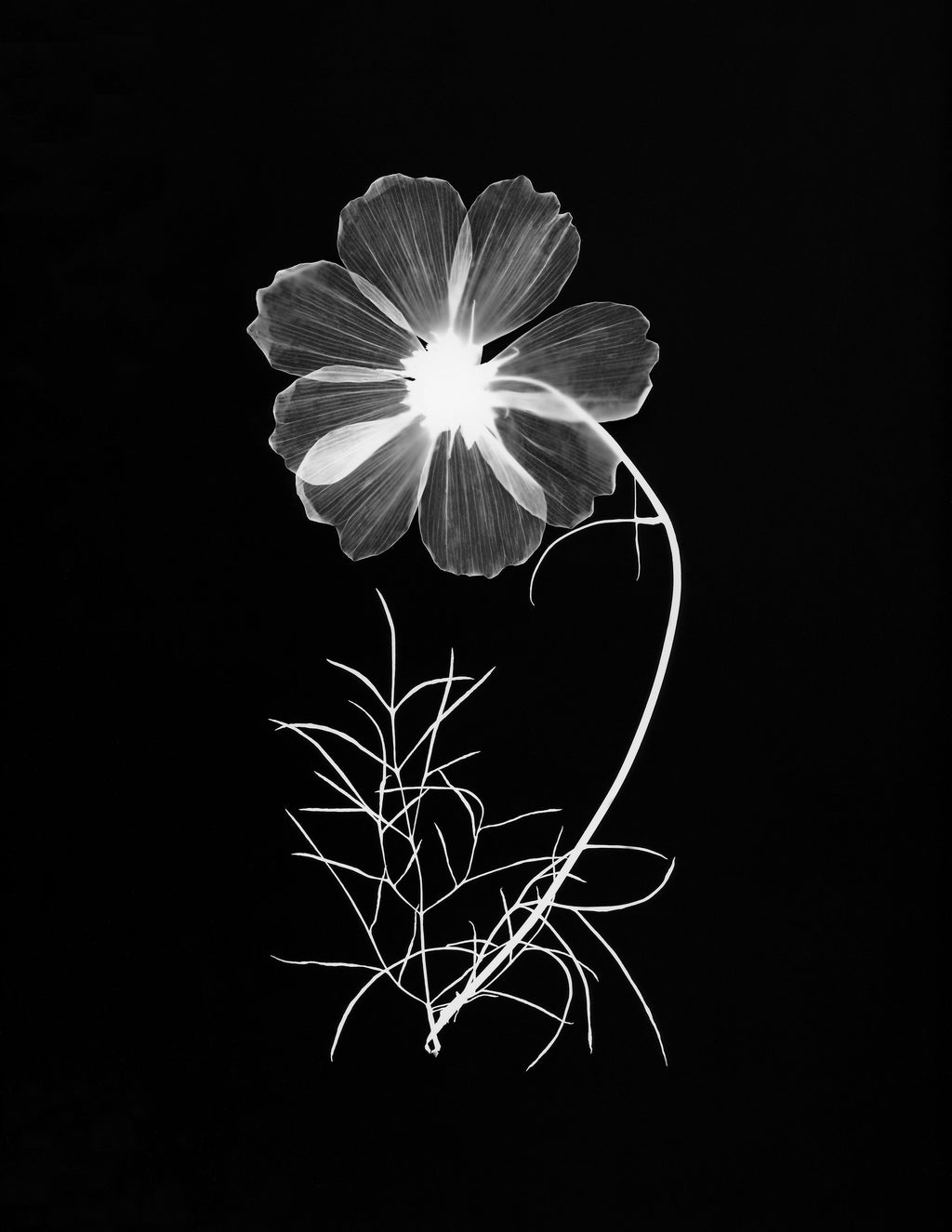 LIMITED EDITION PRINT / 'COSMOS' – florig.in