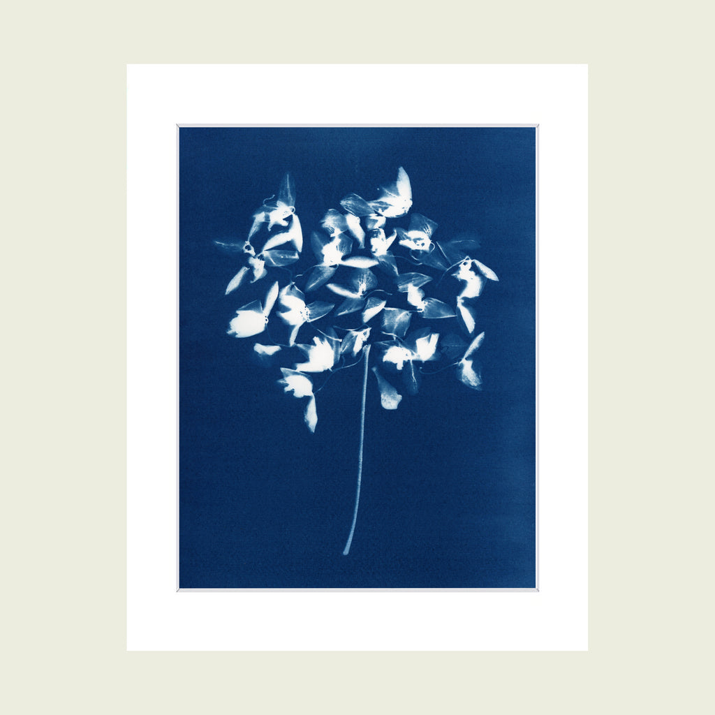 Original Cyanotype art print featuring orchid leaves, valentines day ...